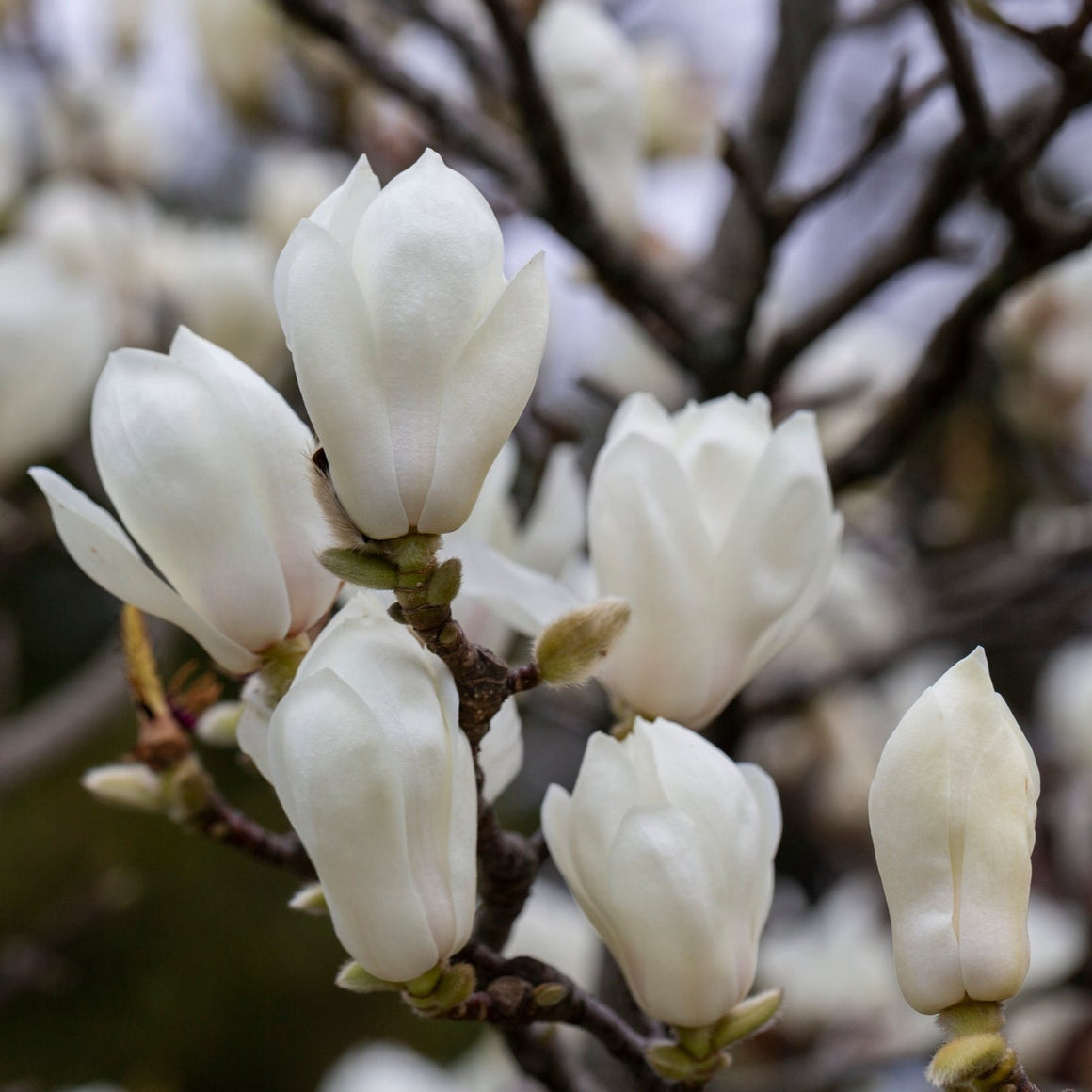 Magnolia Denudata White - Yulan Magnolia - available in store - not fo ...