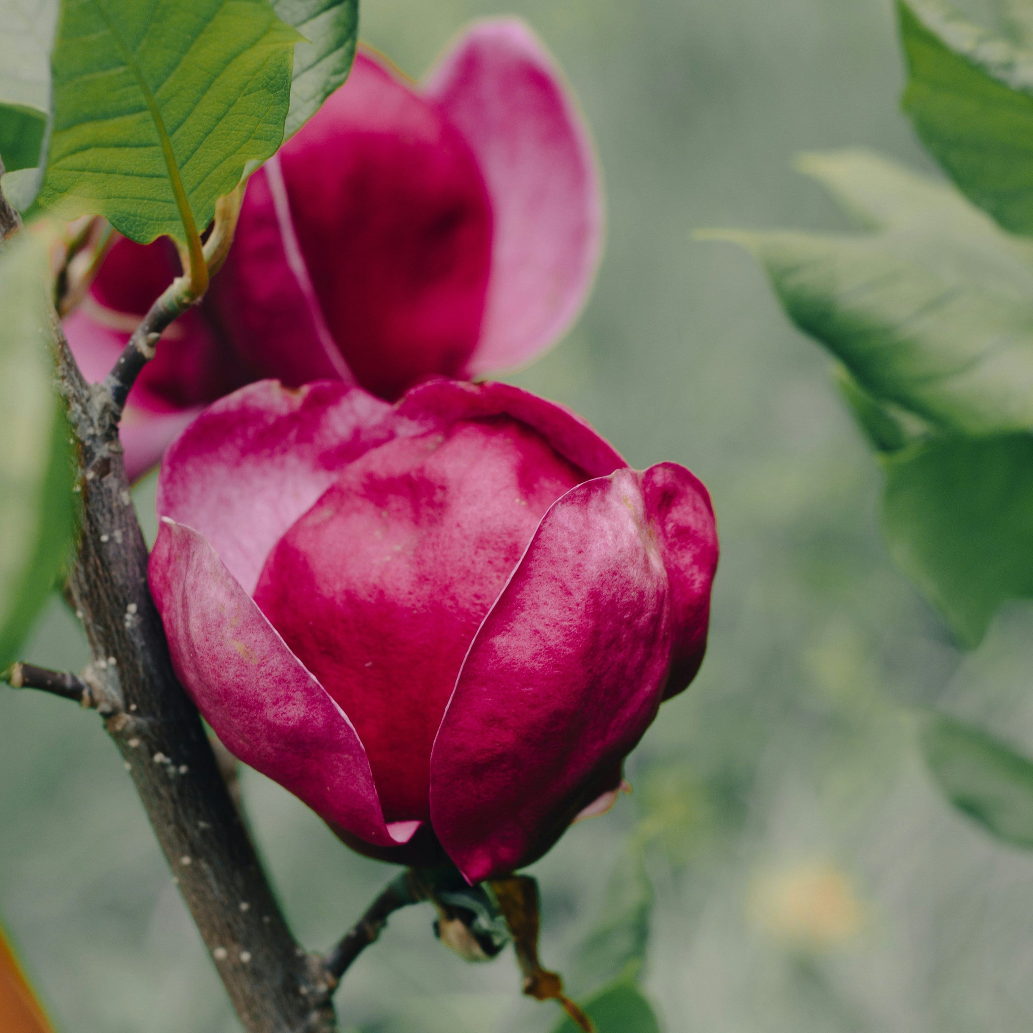 Magnolia Genie – Mother Earth Nursery