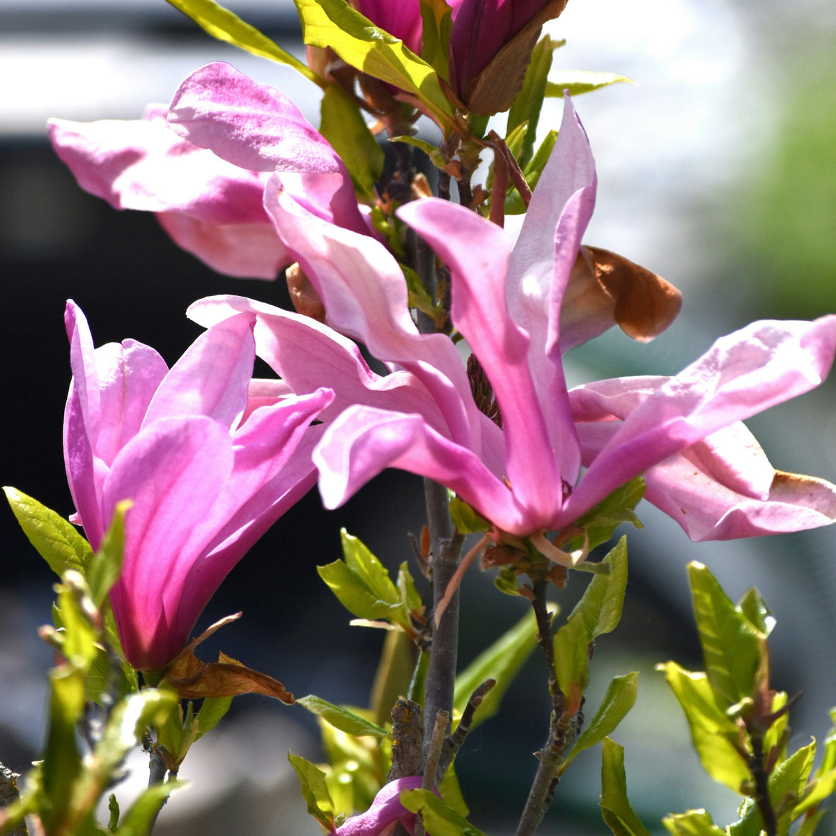 Magnolia Ricki – Mother Earth Nursery