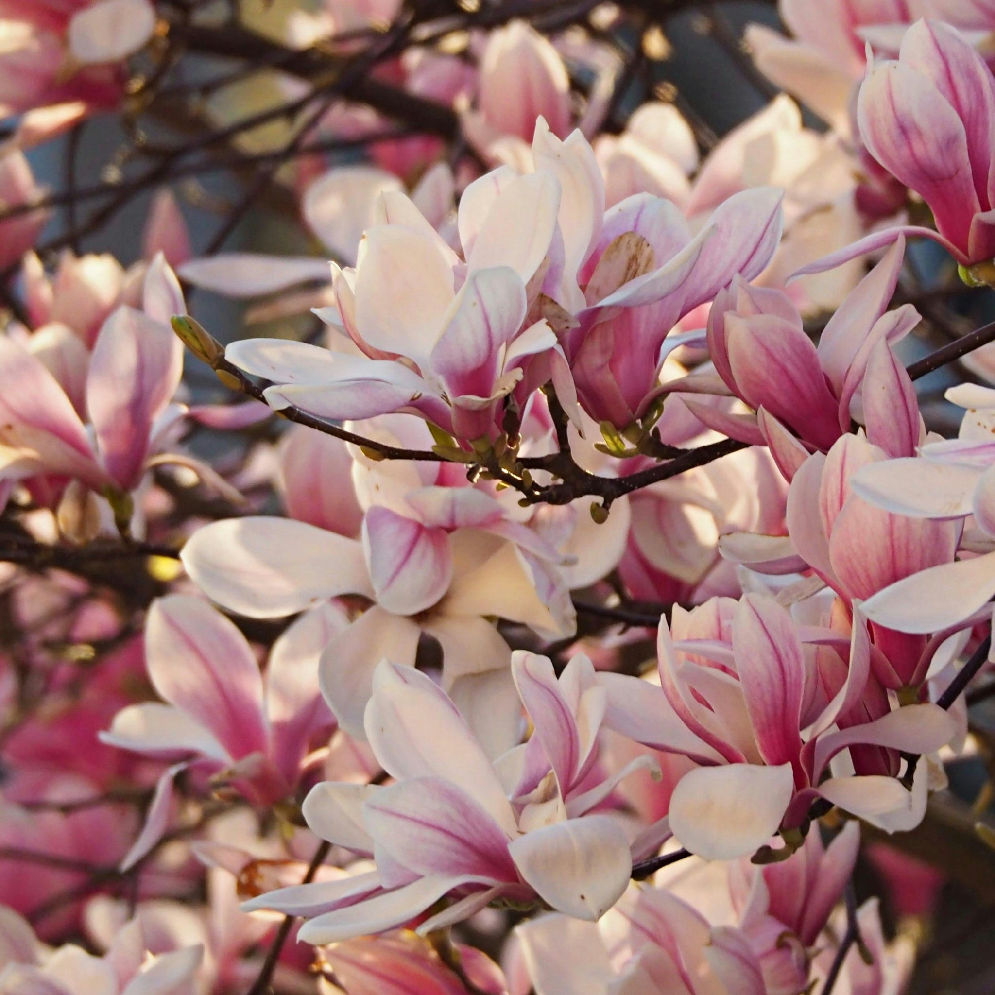 Magnolia San Jose - available in store - not for postage. – Mother ...