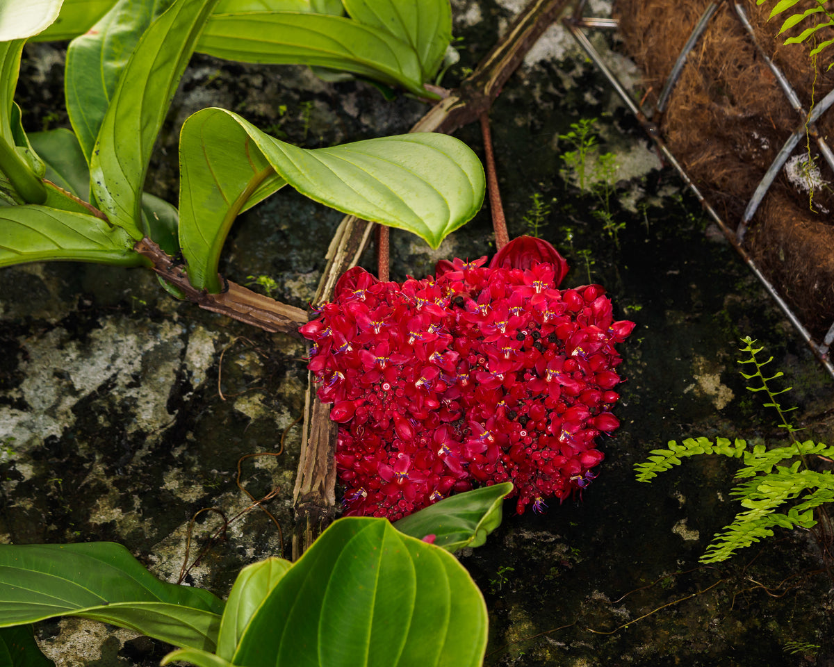 Medinilla miniata Red Chandelier Plant – Mother Earth Nursery