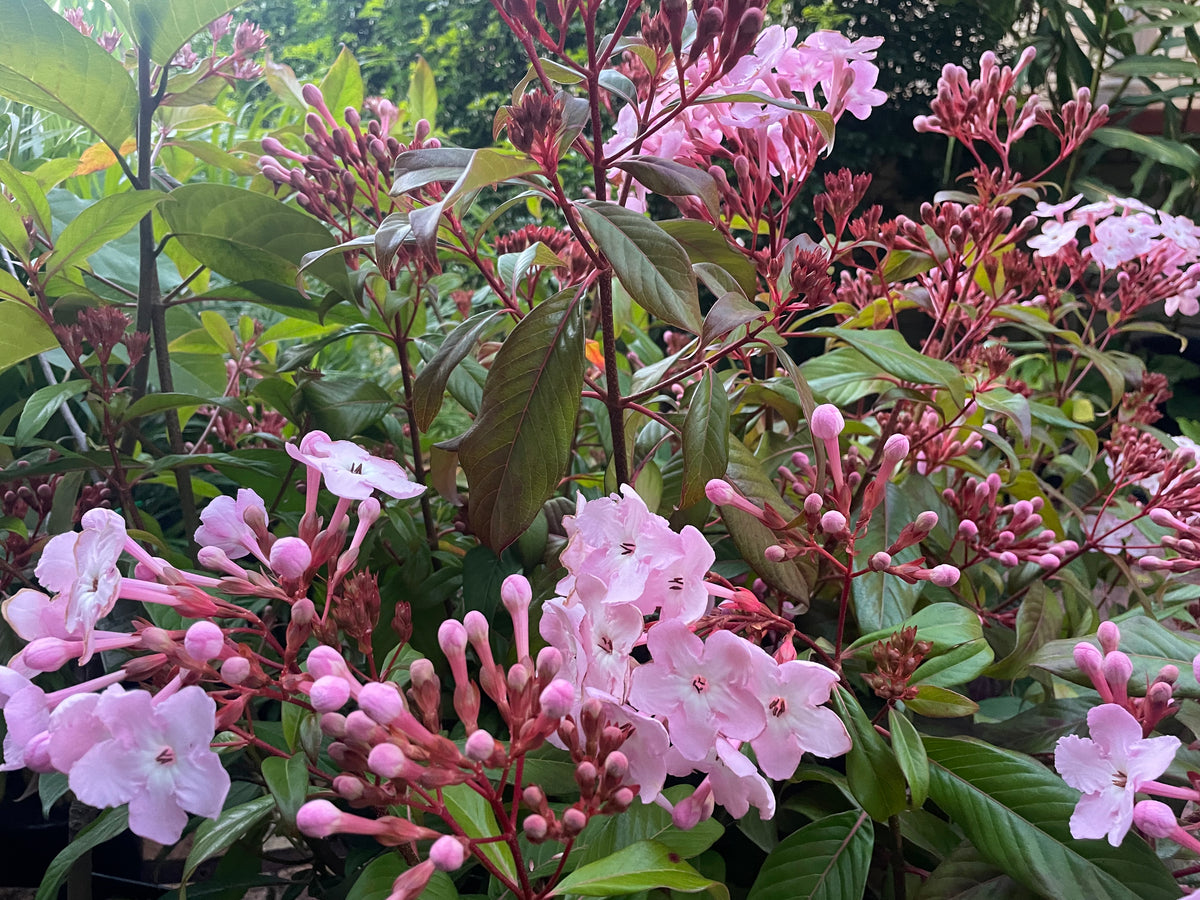 Luculia gratissima Fragrant Cloud - enquire in store – Mother Earth Nursery