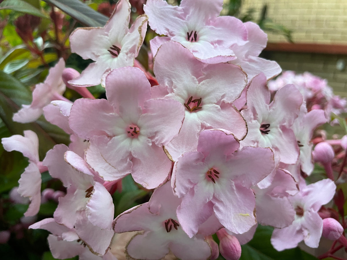 Luculia pinceana Pink Spice – Mother Earth Nursery