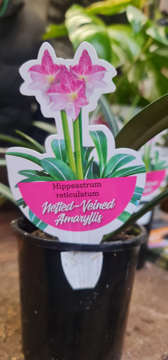 Hippeastrum reticulatum Netted Veined Hippeastrum – Mother Earth Nursery