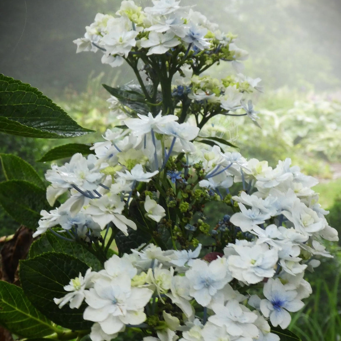 Hydrangea – Mother Earth Nursery