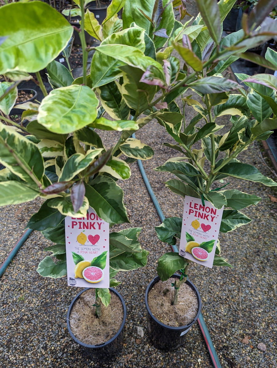 Citrus Lemon Pinky - Pink Centred Lemon - Growing - Ready Soon – Mother ...