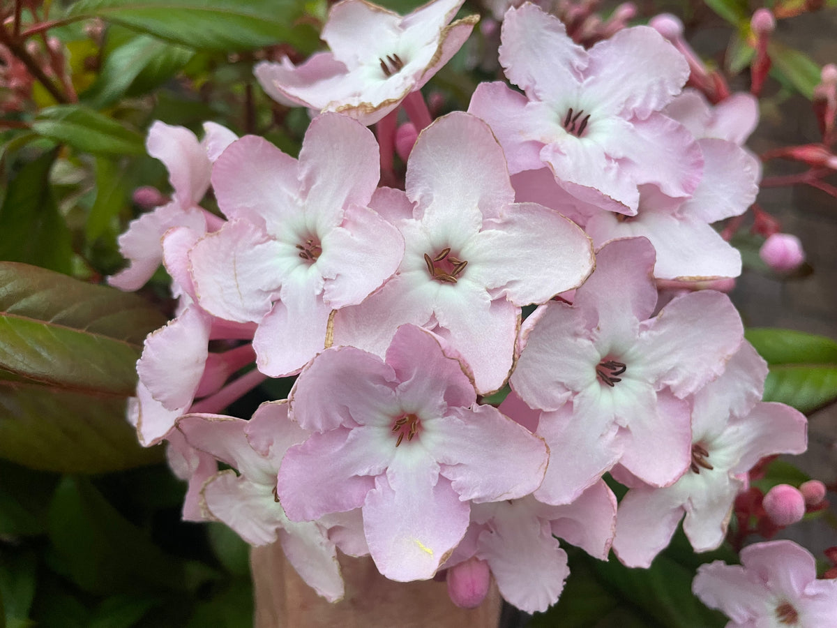 Luculia gratissima Fragrant Cloud – Mother Earth Nursery