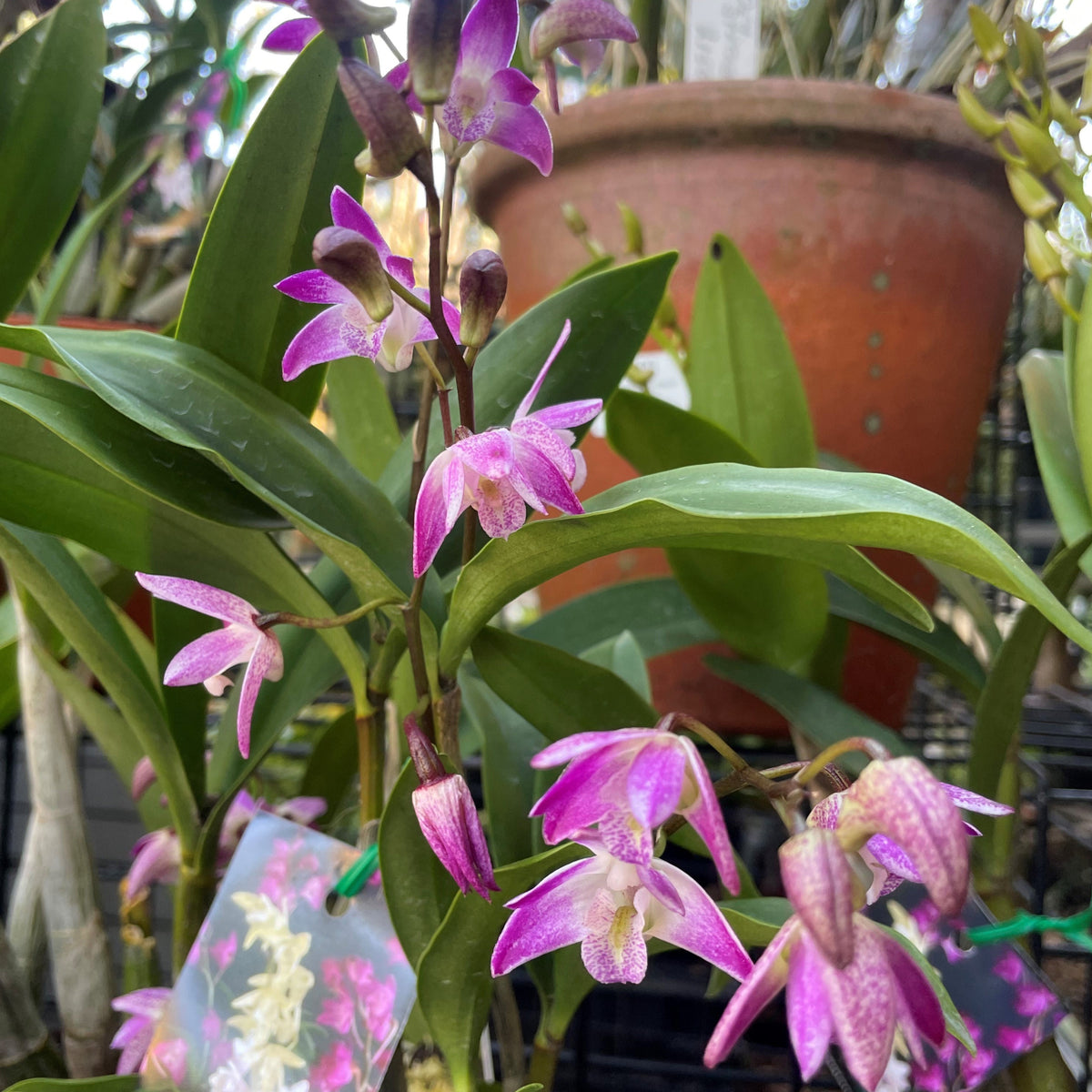 Dendrobium kingianum Pink or White Rock Orchid – Mother Earth Nursery