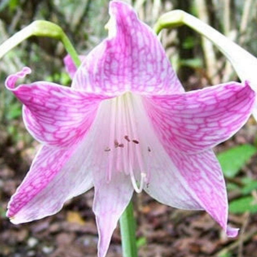 Hippeastrum reticulatum Netted Veined Hippeastrum – Mother Earth Nursery
