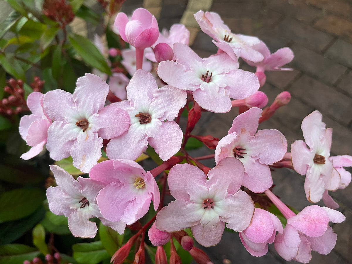 Luculia pinceana Pink Spice – Mother Earth Nursery