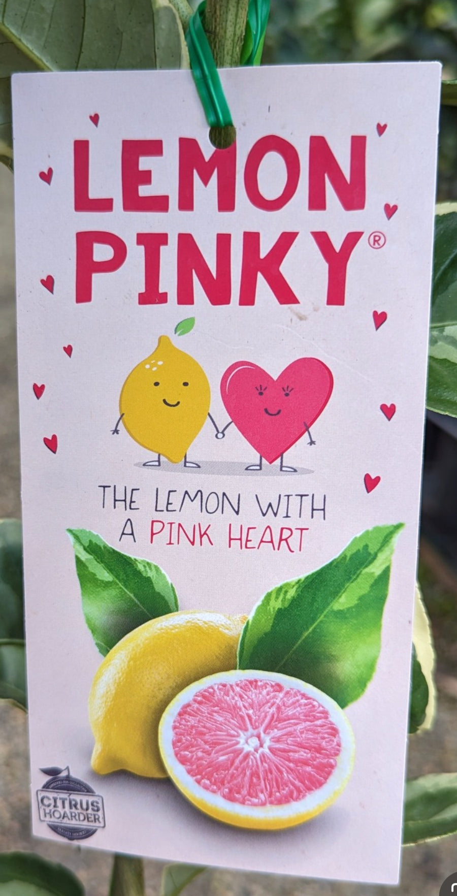 Citrus Lemon Pinky - Pink Centred Lemon – Mother Earth Nursery