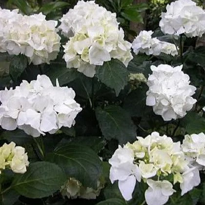 Hydrangea Immaculata – Mother Earth Nursery