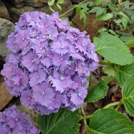 Hydrangea Prince Henry - pruned back – Mother Earth Nursery