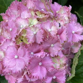 Hydrangea Prince Henry - pruned back – Mother Earth Nursery