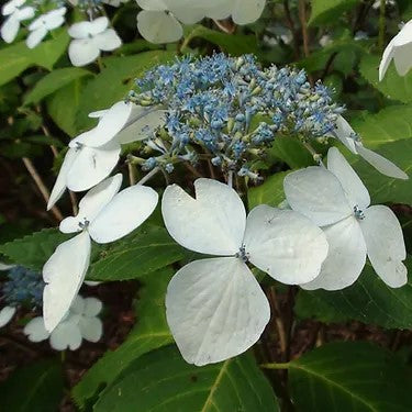 Hydrangea White Wave – Mother Earth Nursery