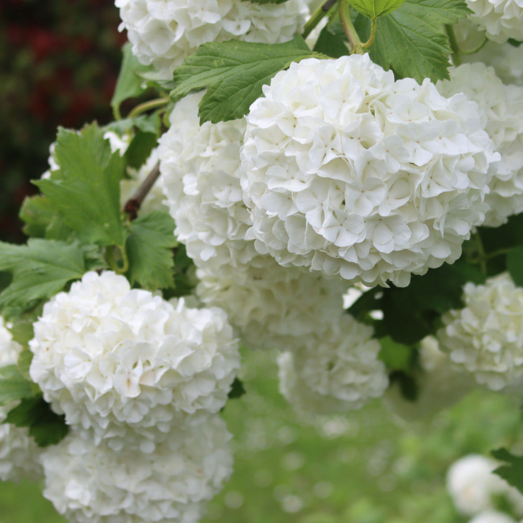 Snowball Tree Viburnum Opulus