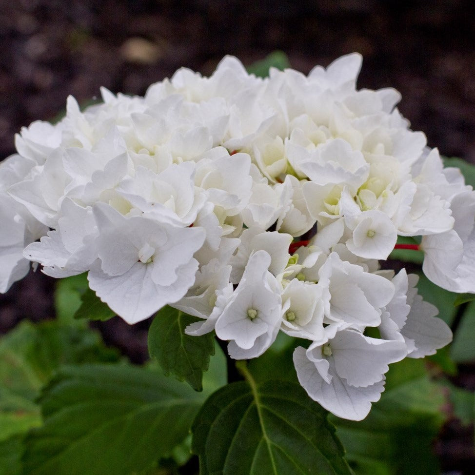 Hydrangea Obsidian Collection White Knight - Pruned Back – Mother Earth ...