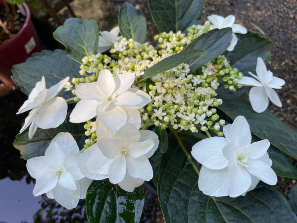 Hydrangea White Angel – Mother Earth Nursery
