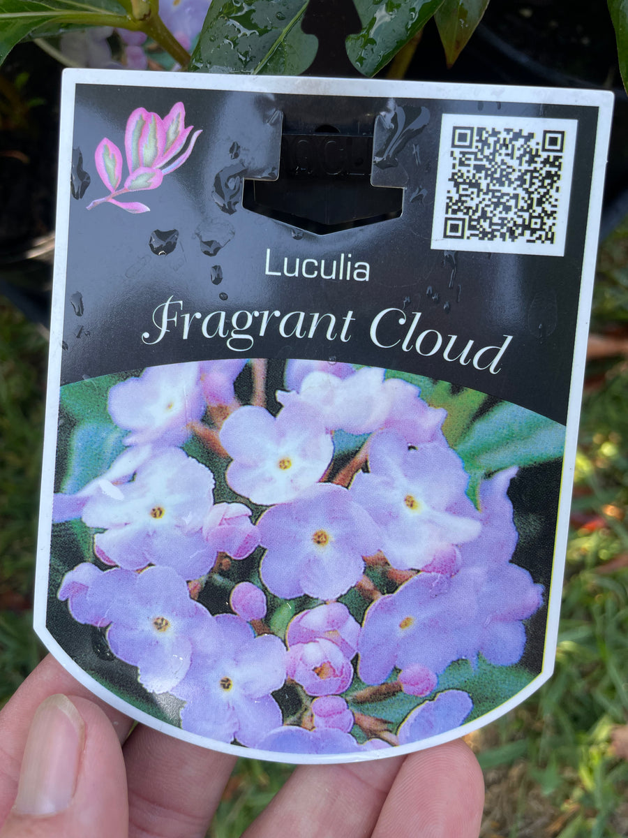 Luculia gratissima Early Dawn – Mother Earth Nursery