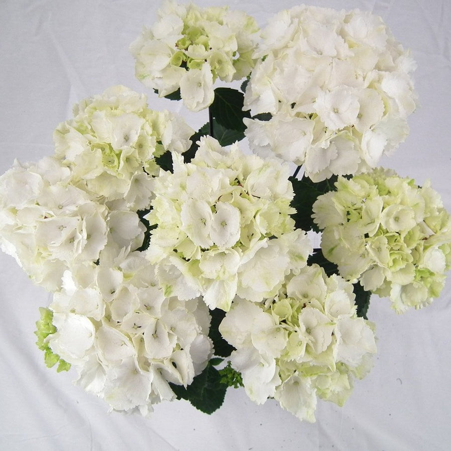 Hydrangea Obsidian Collection White Knight - Pruned Back – Mother Earth ...