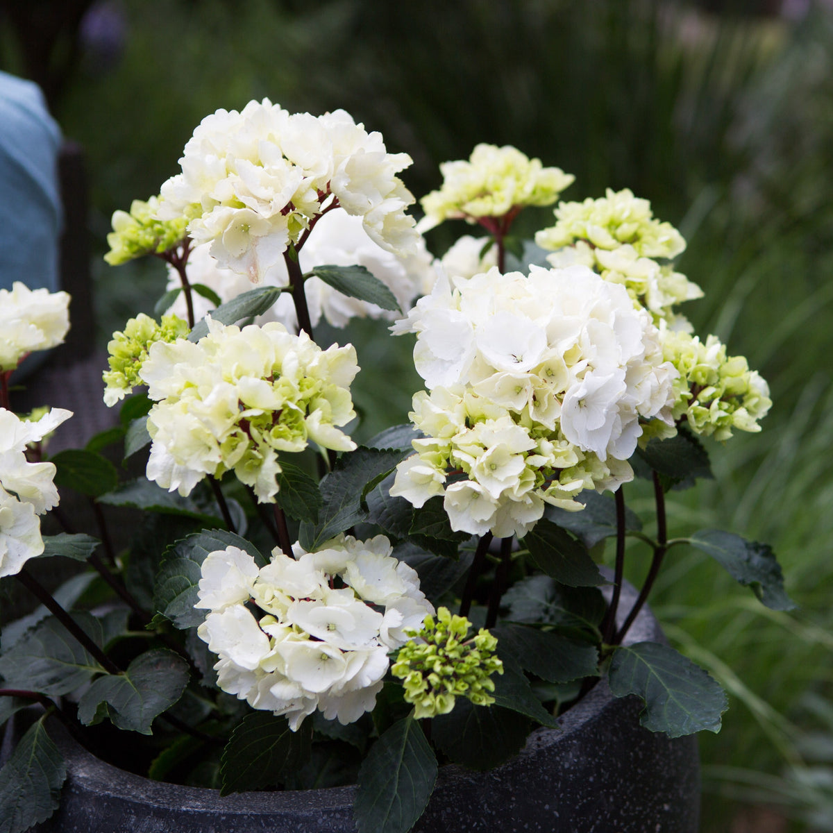 Hydrangea Obsidian Collection White Knight - Pruned Back – Mother Earth ...