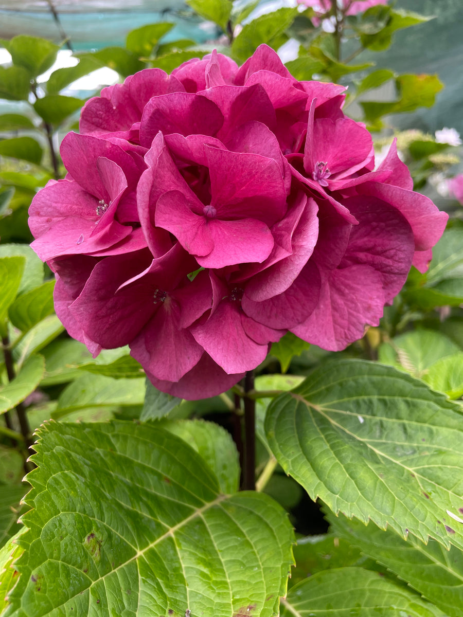 Hydrangea Nigra Black Stem Dark Pink/Dark Blue/ Dark Purple – Mother ...