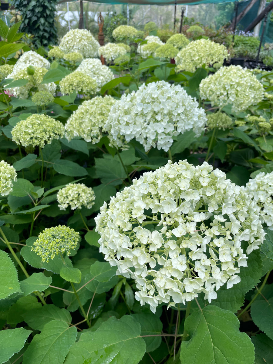 Hydrangea White Angel – Mother Earth Nursery