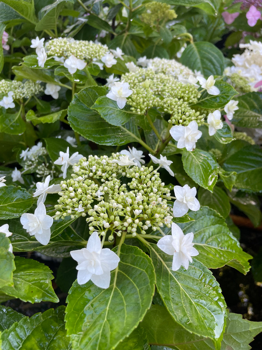 Hydrangea White Angel – Mother Earth Nursery
