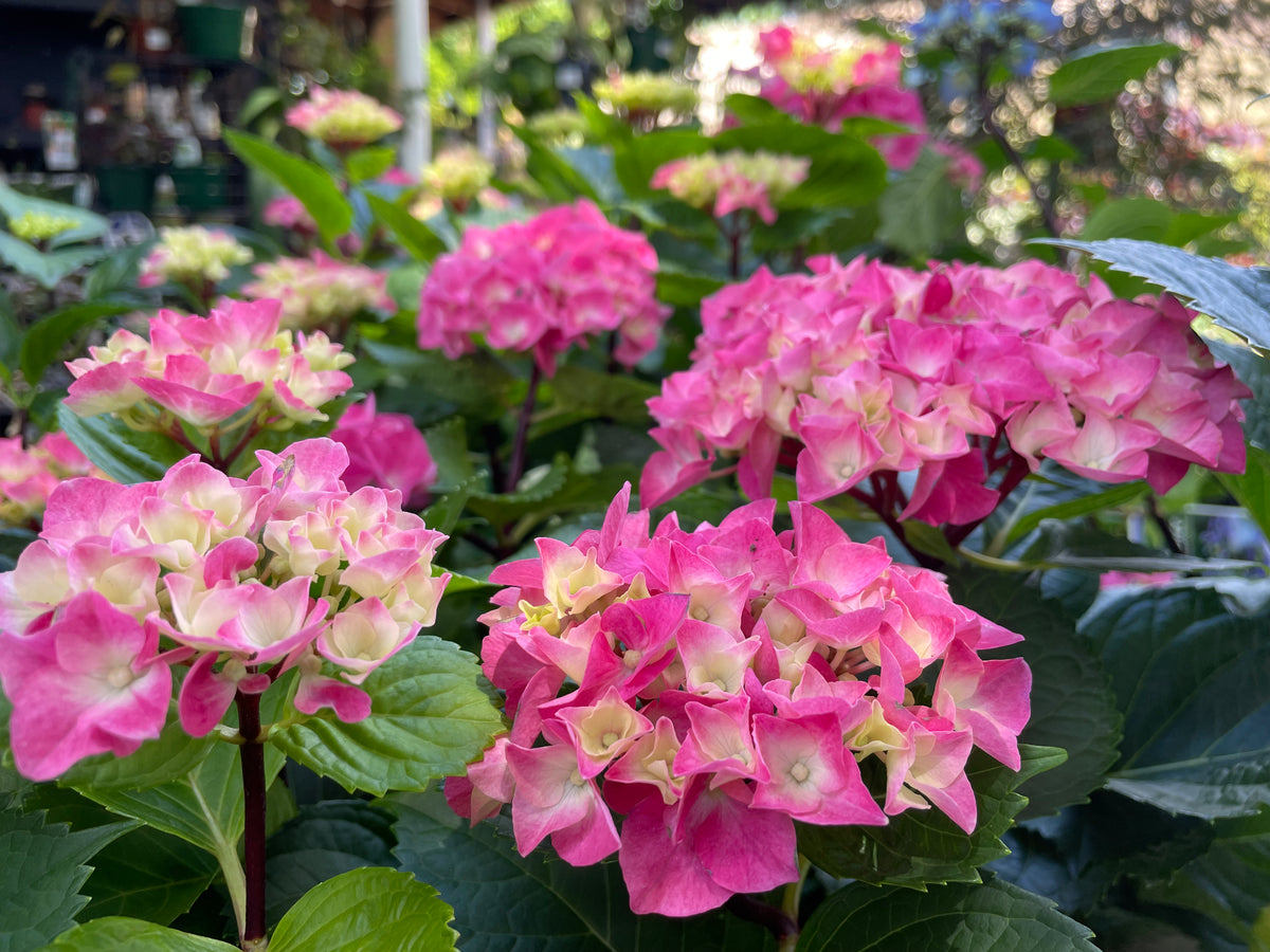 Hydrangea Nigra Black Stem Dark Pink/Dark Blue/ Dark Purple - pruned b ...