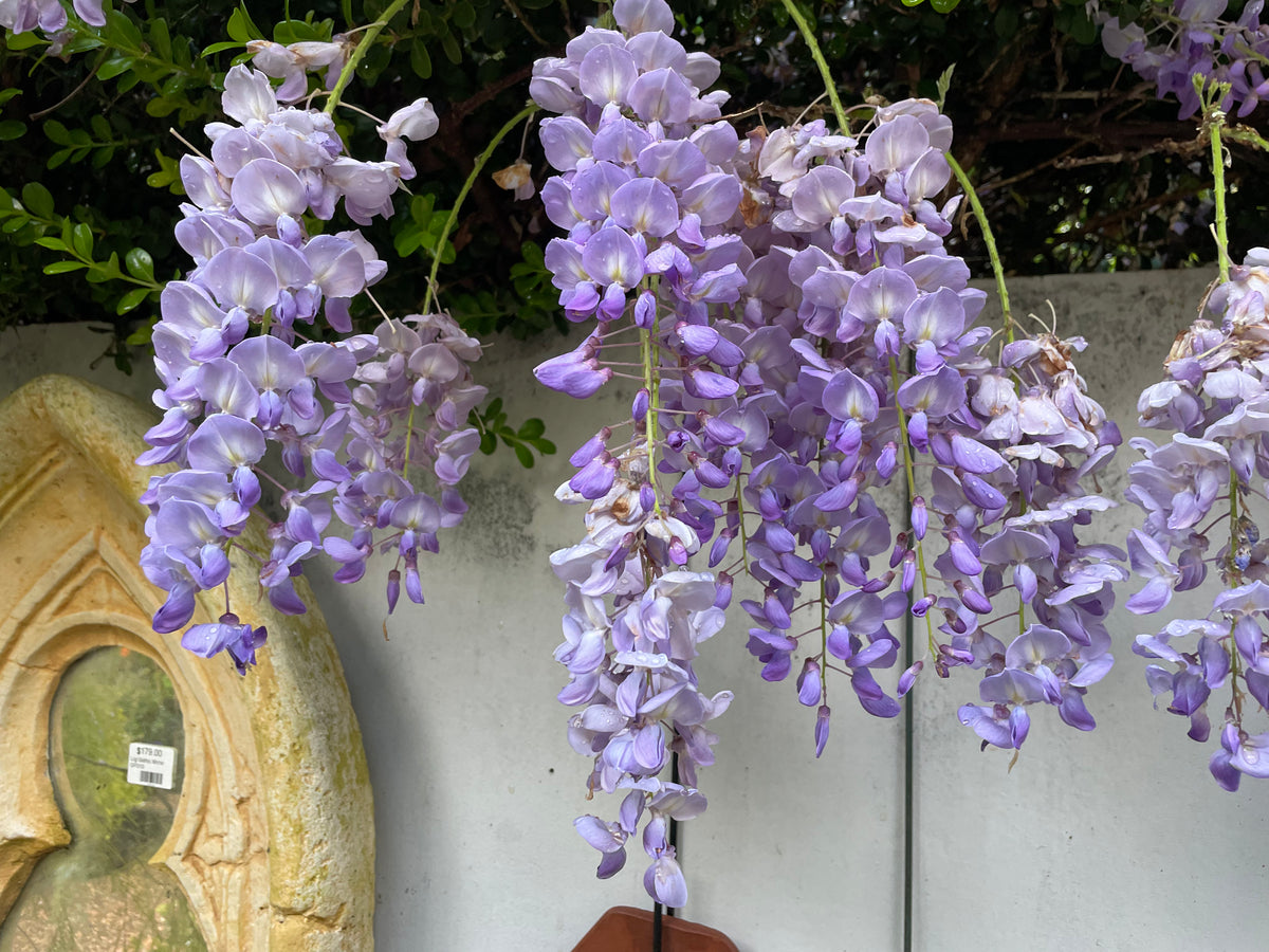 Wisteria sinensis Chinese Wisteria – Mother Earth Nursery