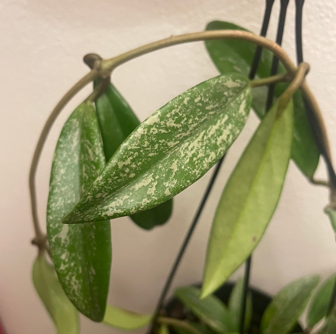Hoya pubicalyx Super Splash – Mother Earth Nursery