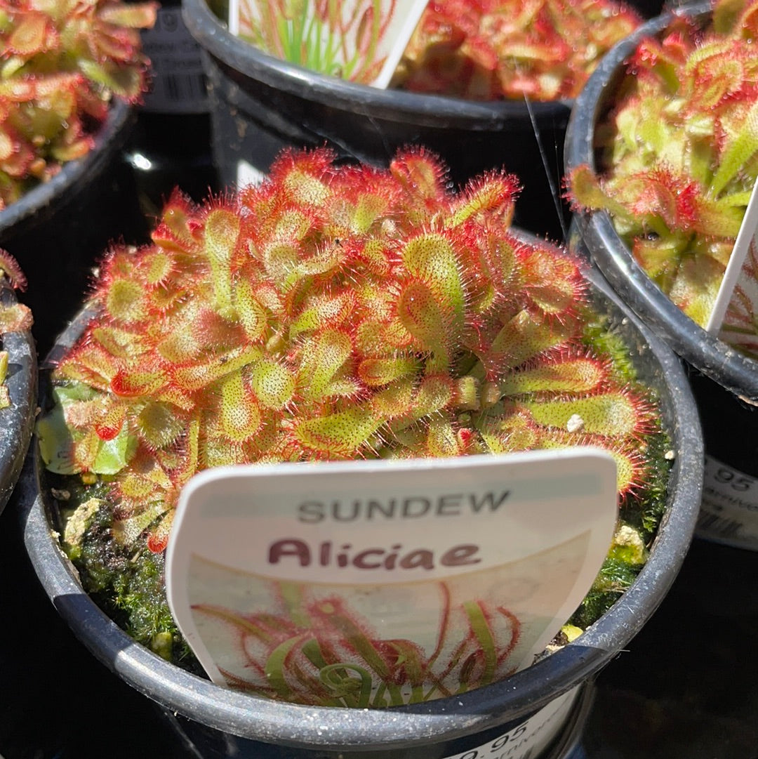 Drosera aliciae Alice or Alice Sundew – Mother Earth Nursery
